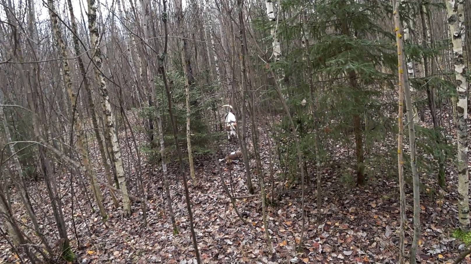 Чернотроп. Охота на ЗАЙЦА! Сезон 2025 - 2026г.