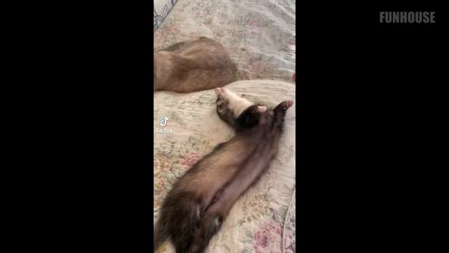 Fun Tik-Tok #129 Trend | Funhouse off , fails | Тик-Ток тренд, неудачи, приколы, смешное видео