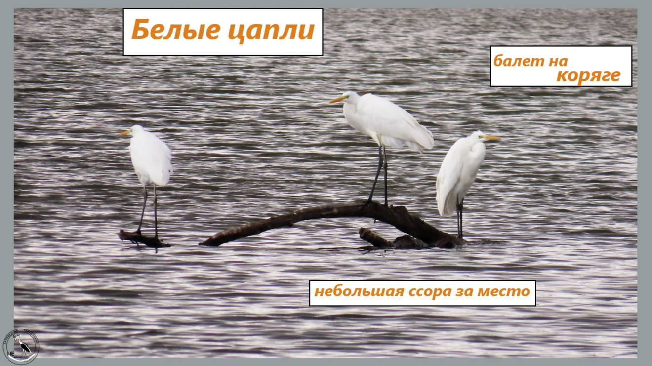 Три белых цапли. Остановка по дороге на зимовку