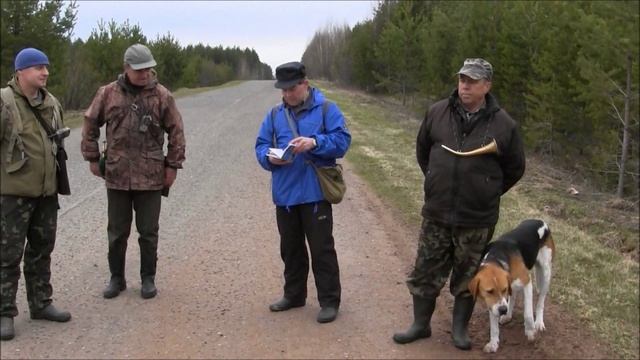 "Весенние голоса выжлецов на Вятке" весна 2013г Киров .Русская пегая гончая Бим Уланова С.И.#топ