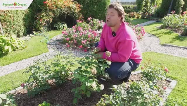 Осенняя обрезка роз.