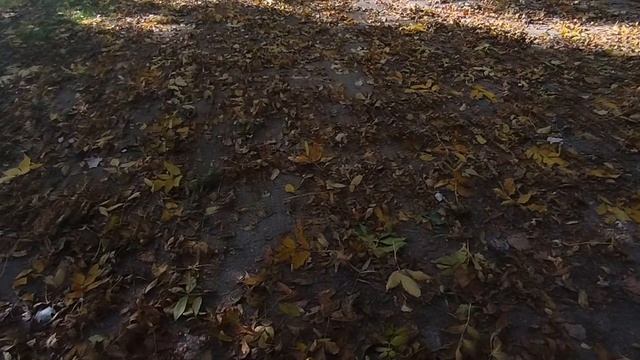 Осень в Аршинцево. Море, родник и старая лестница.