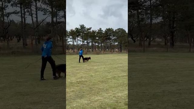 2.  выражено/перв TROYA FRAMATO ROLAU (Farin Framato Rolau – Kora Framato Rolau)