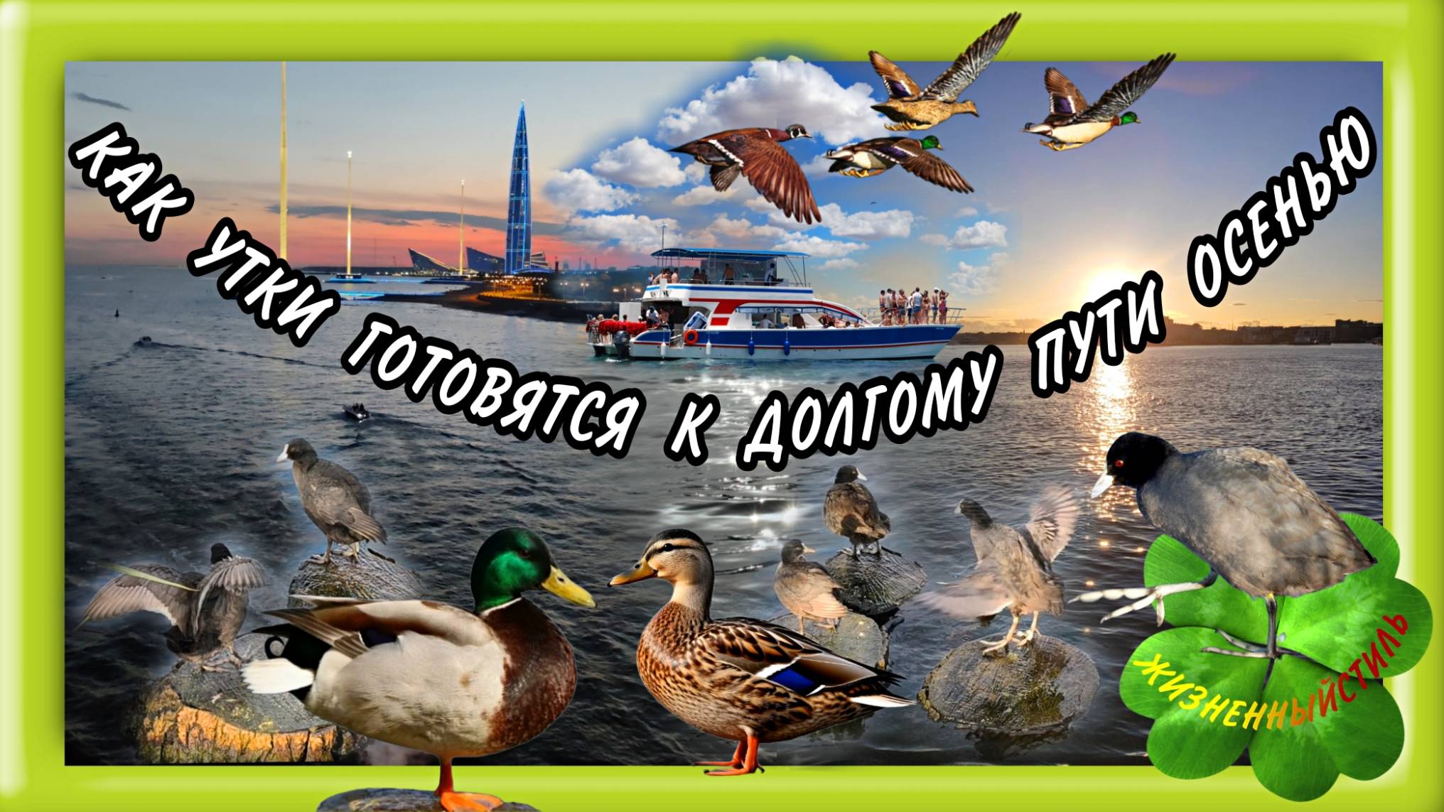 (2)КАК УТКИ ГОТОВЯТСЯ К ДОЛГОМУ ПУТИ ОСЕНЬЮ кряква, лысуха