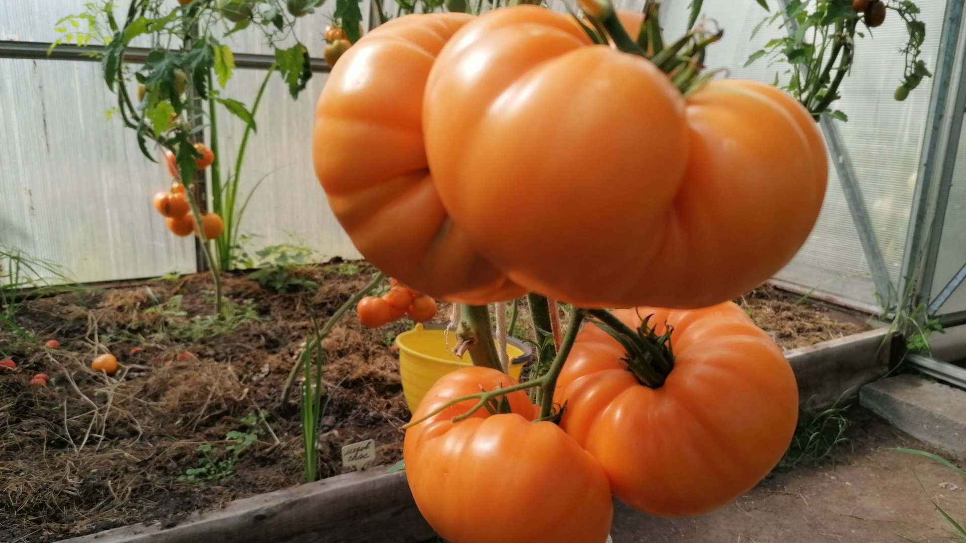 Крупноплодный, урожайный томат, который непременно удивит вас вкусом и размером плодов.