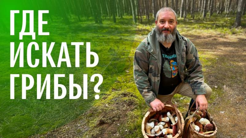 Для новичков. Советы по сбору грибов от миколога. Михаил Вишневский