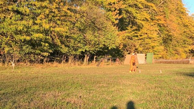 1.  выражено/пож STAR WINNER DARK FIRE (Баларис Блэк Файер – Star Winner Ulyana)