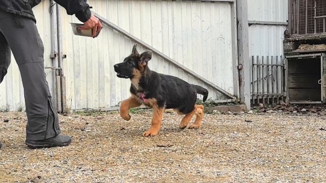 Баларис РАПИРА,  3,5 мес.