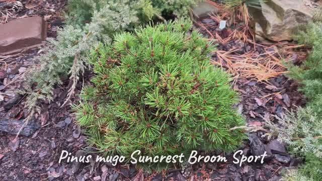 Pinus mugo Suncrest Broom Sport
