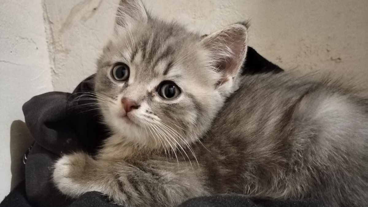 Влог 17-22.10.25 Зацеловала 🥰!  Теперь у нас есть Марселька !