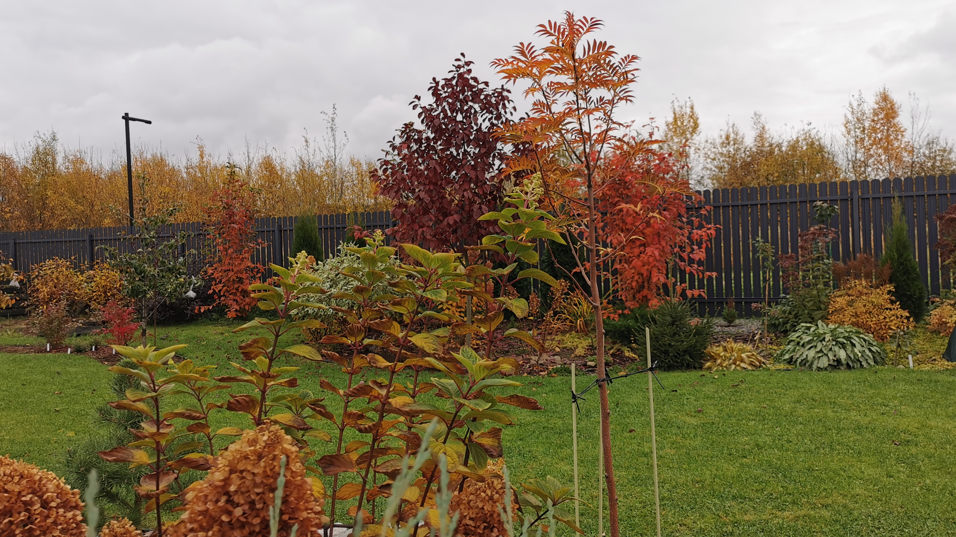 Первая формирующая и санитарная обрезка рябин Алая крупная, Титан. 22.10.2025