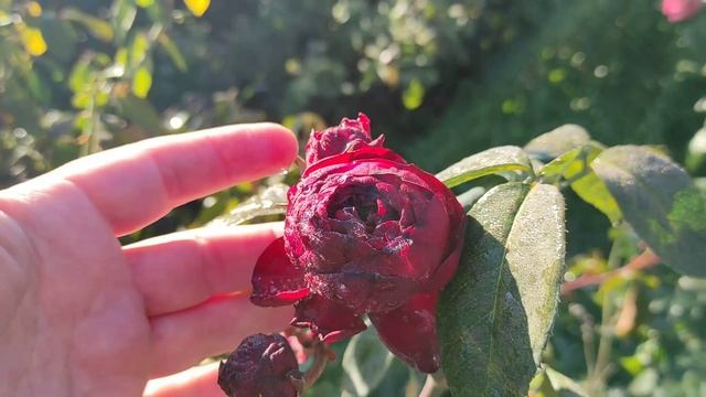 РОЗЫ В ОСЕННЕМ САДУ.ЧТО НАДО С НИМИ ДЕЛАТЬ ОСЕНЬЮ #розы #обрезкароз #многолетники #цветы #сад #осень