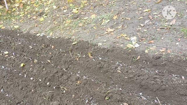 Посадка чеснока