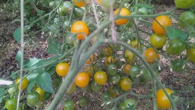 Томат Ожерелье желтое, все плюсы и минусы