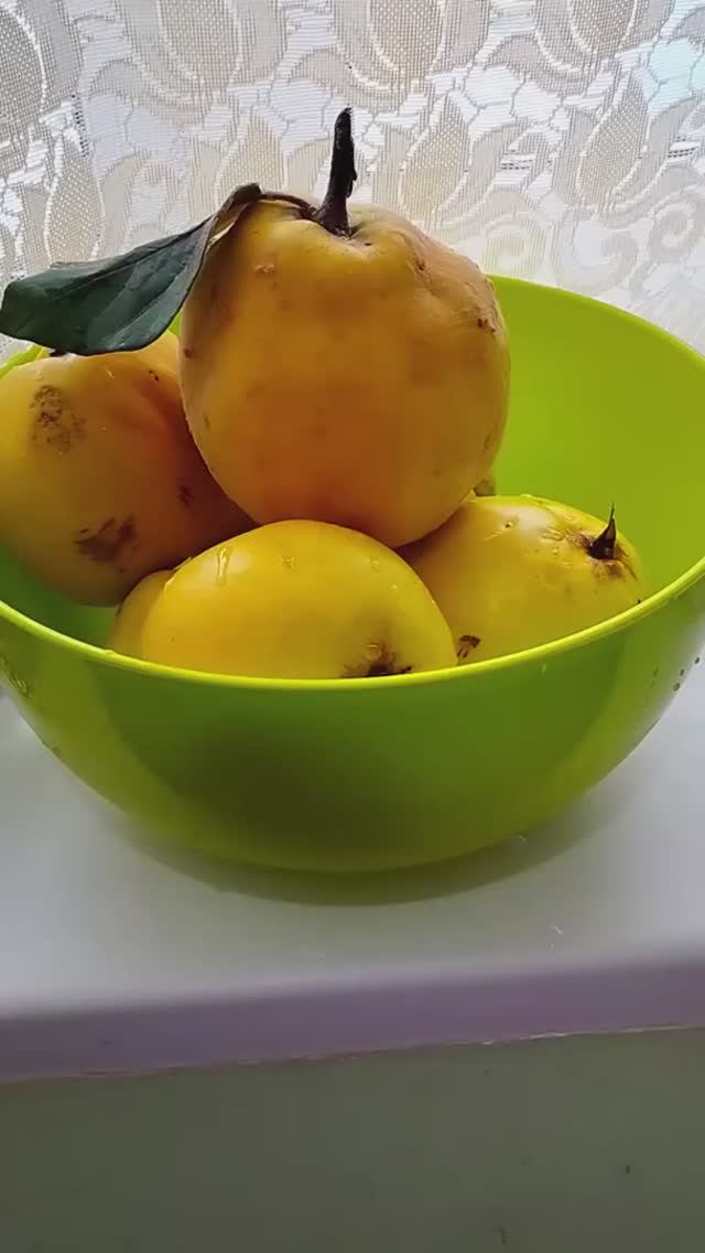 Айва. Сушка айвы. Октябрь.