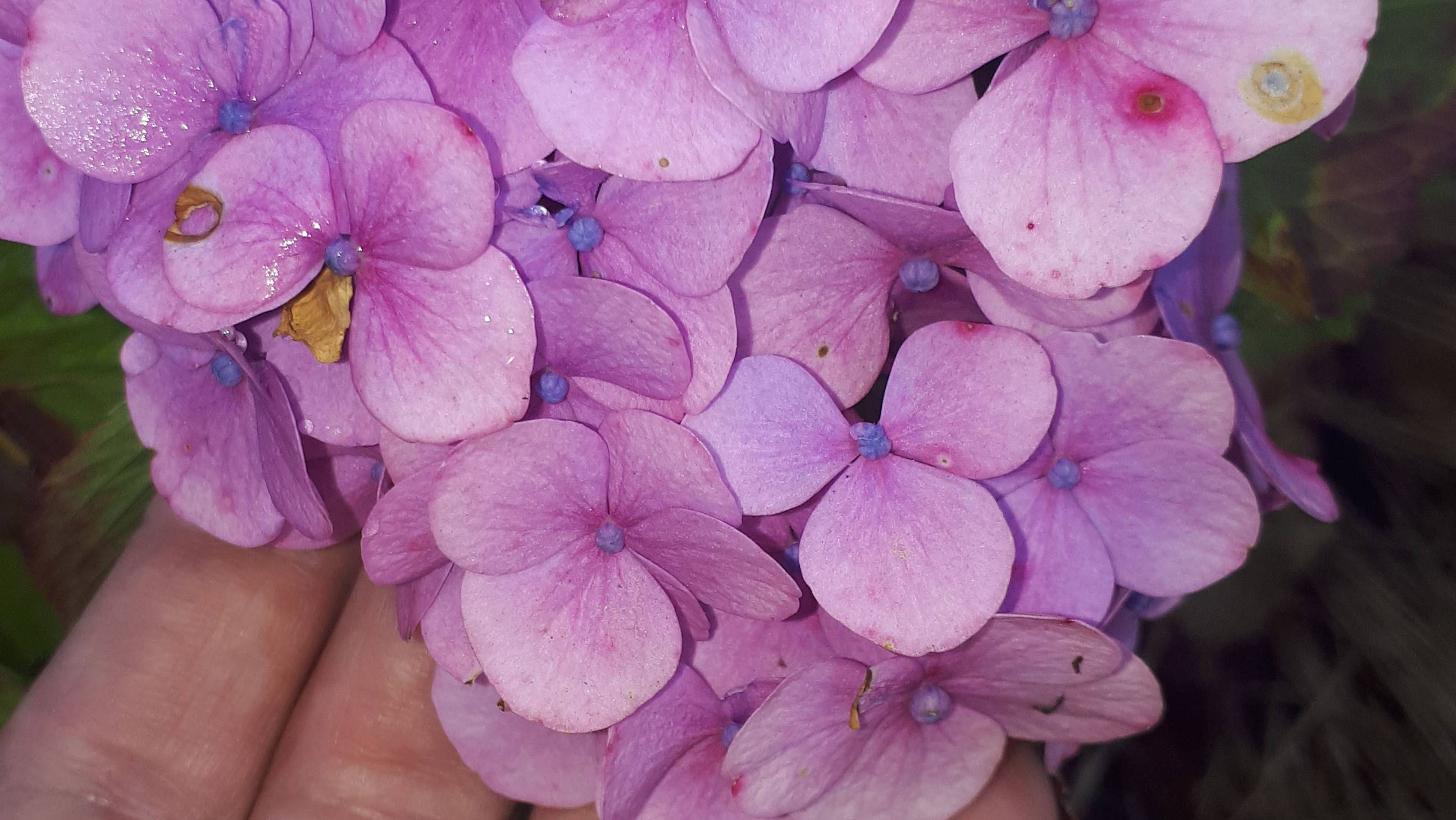 Состояние крупнолистной гортензии на 20 октября в открытом грунте. Готовимся к зиме.