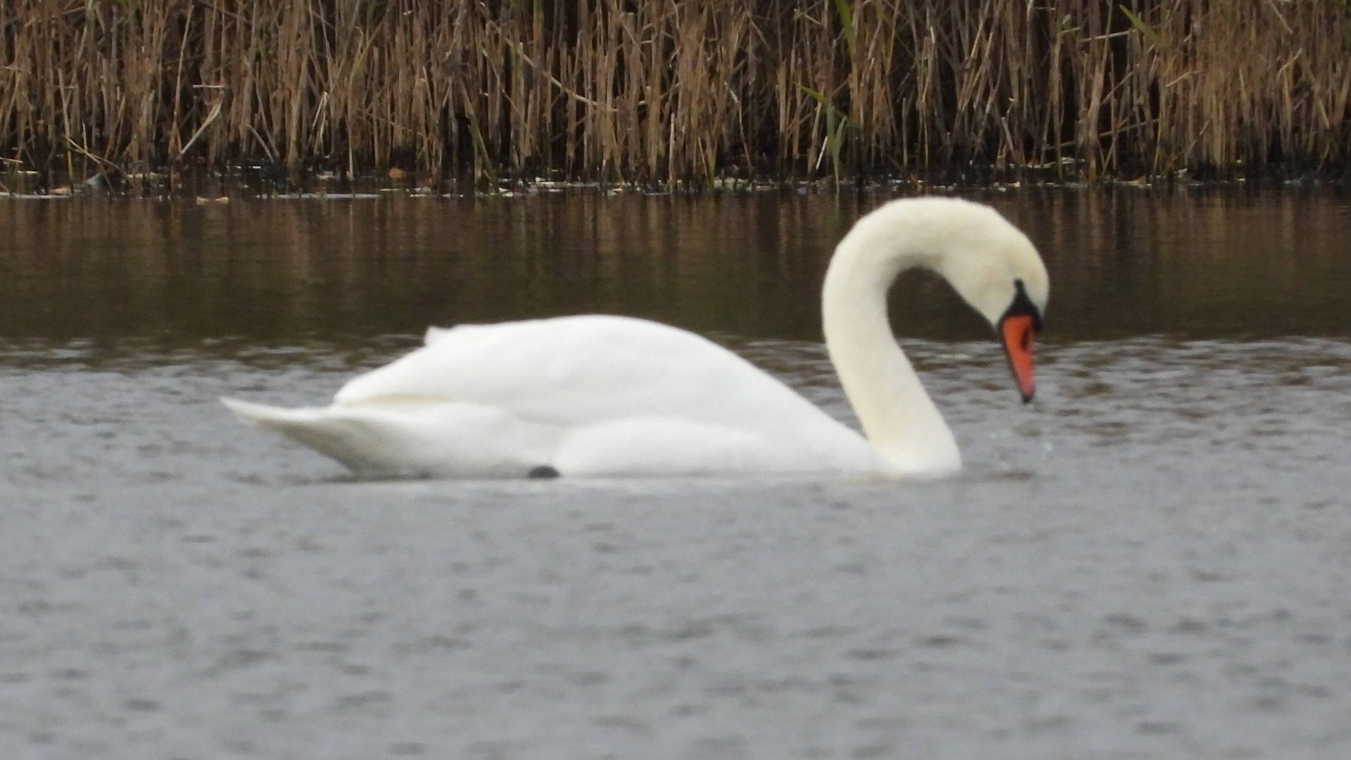 Лебедь Шипун, наблюдение птиц в Великом Новгороде, парк Чистые пруды, 23 октября 2025