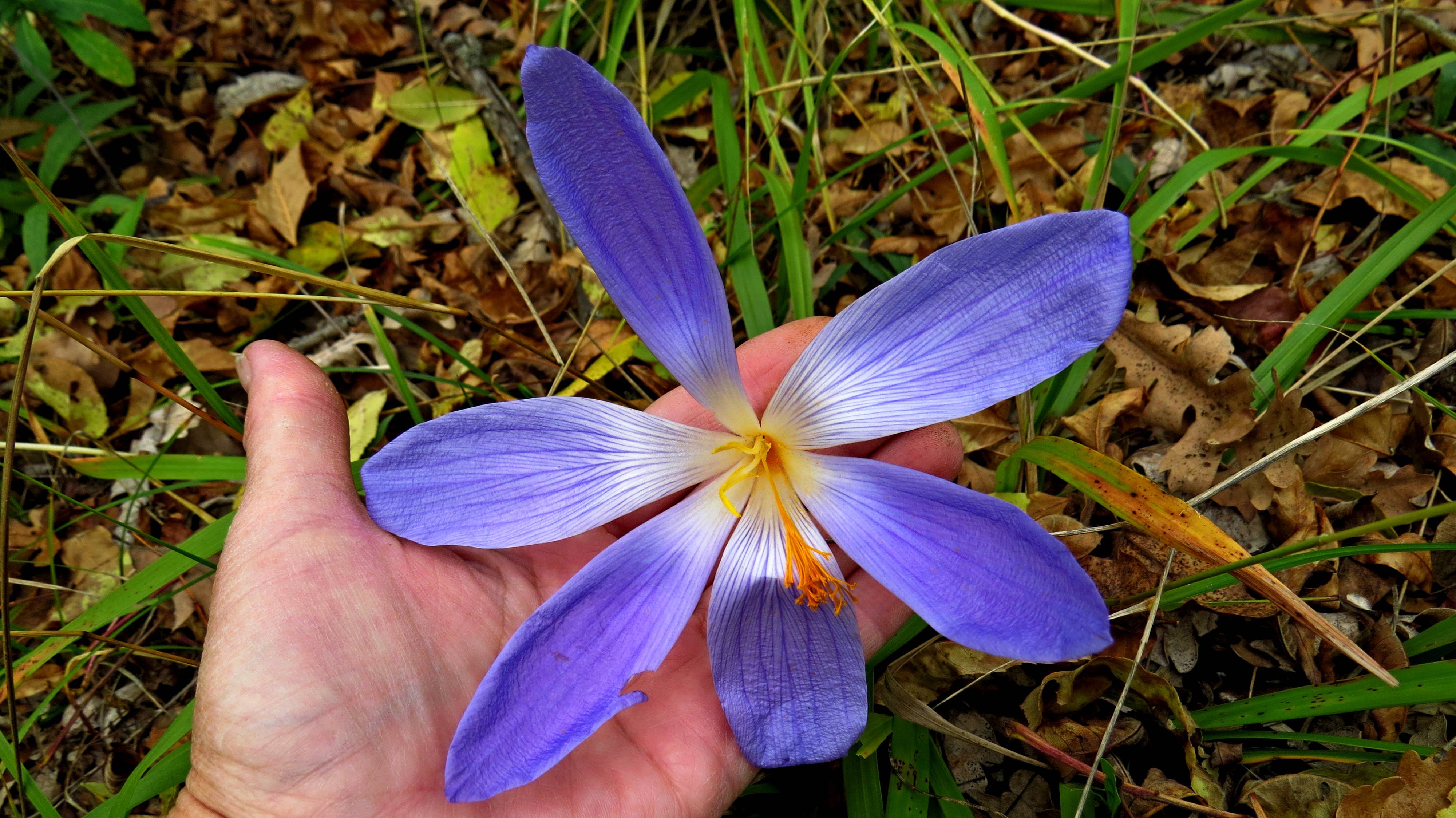 Крокусовый лес октября.