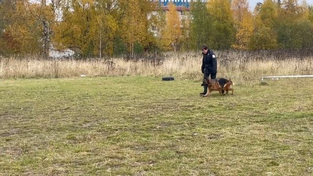 МАГИЯ с Глиняной Горки +0+ №41. ПЕТРОЗАВОДСК 4 октября`25 Моно немецких овчарок