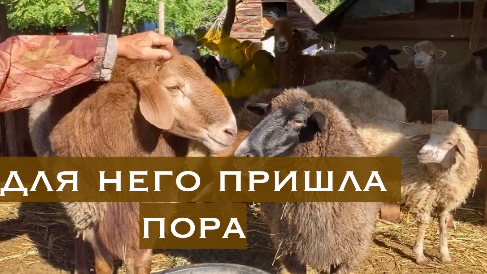 Адыгея/ Жизнь на хуторе/ Растишки в подарок/ Заправляться будем так/ Орешка с нами больше нет/