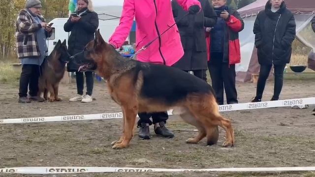 РАБОЧИЙ КОБЕЛИ / КЧК ПЕТРОЗАВОДСК 4 октября`25 Л.Косашвили Моно немецких овчарок