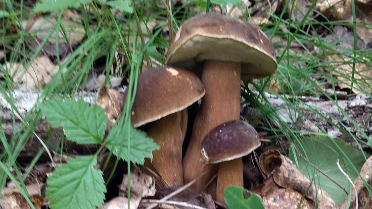 Грибное лето 2025 года