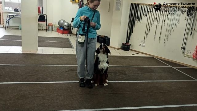 Бернский зенненхунд Шелдон. Фрагмент индивидуального занятия по дрессировке: подзыв собаки. Тольятти