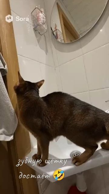 Кошка хочет почистить зубы