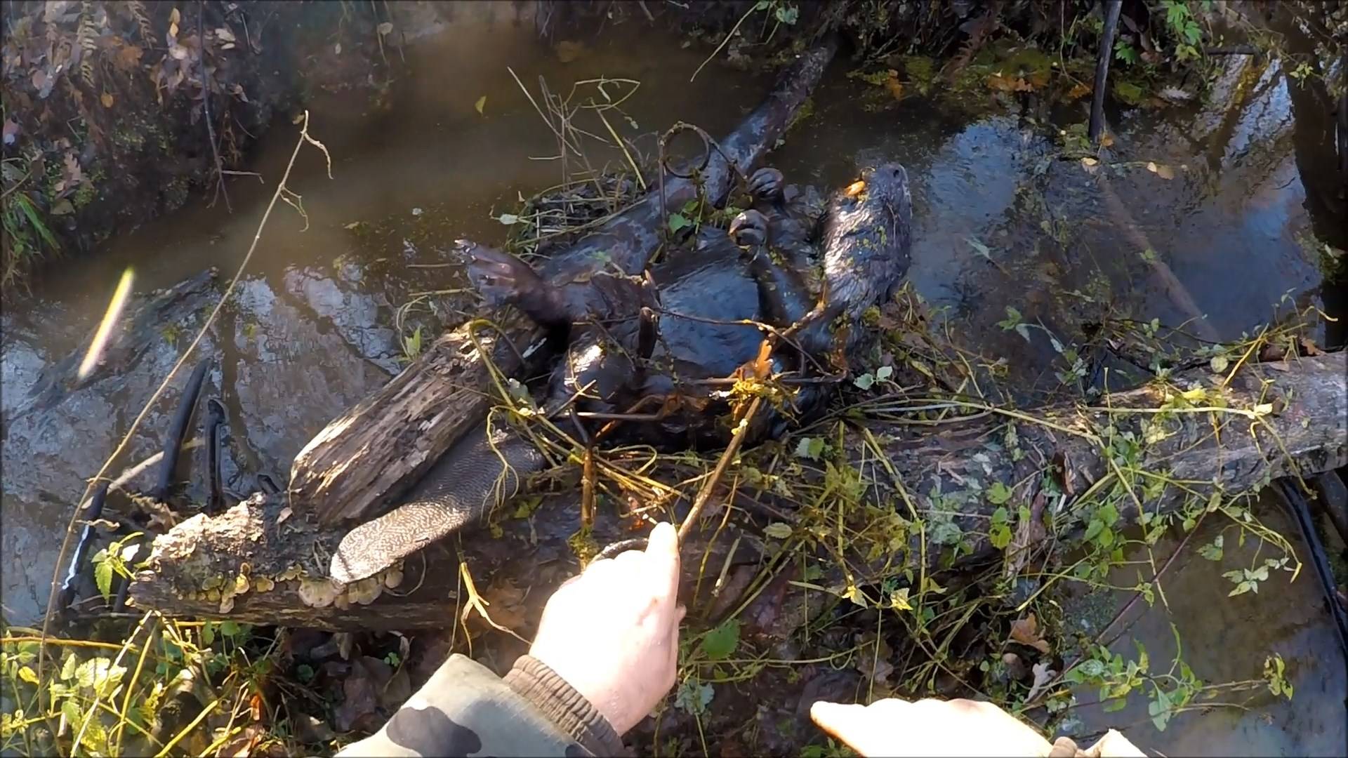 Охота на бобра. Второй бобр на одном месте(Будни охотника и рыбака)