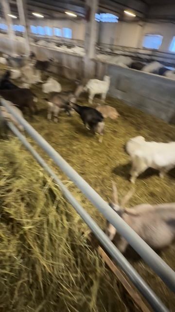 Отопление коровника