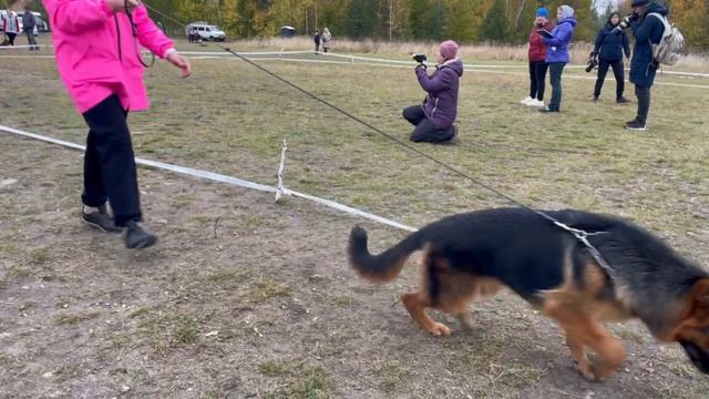 ЩЕНКИ СУКИ / КЧК ПЕТРОЗАВОДСК 4 октября`25 Л.Косашвили Моно немецких овчарок