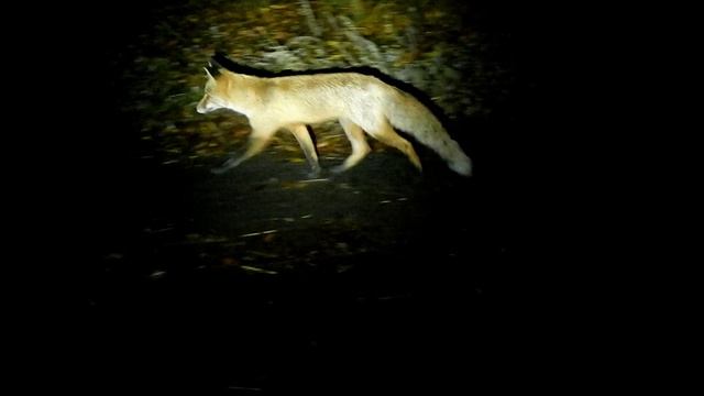 Лиса осень 2025