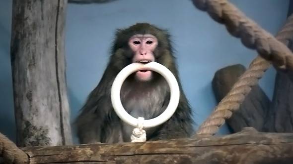 Смотрите танец от снежной обезьяны Кайко и тихую и обаятельную Китану.