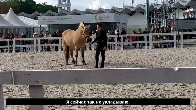 🎥 5 трюков, которые сделают вашу лошадь звездой!