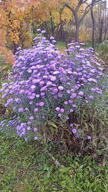 Осенние цветы