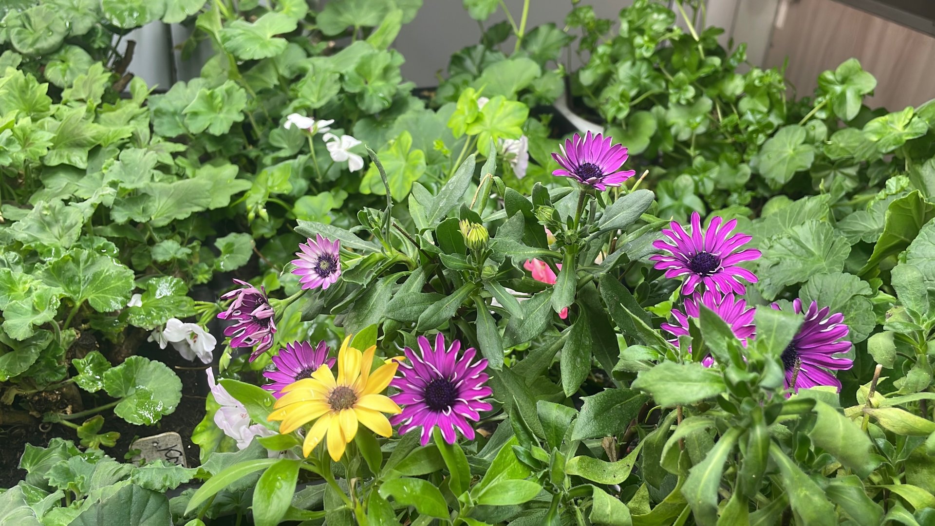 Как изменились маточные растения,  спустя три недели.