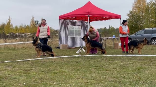 ЩЕНКИ СУКИ ДШ / КЧК ПЕТРОЗАВОДСК 4 октября`25 Л.Косашвили Моно немецких овчарок