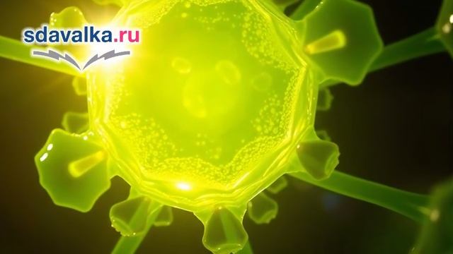 Биология 9 класс. Урок 4. Обмен веществ в клетке. Бесплатная подготовка к ОГЭ. Sdavalka.Ru