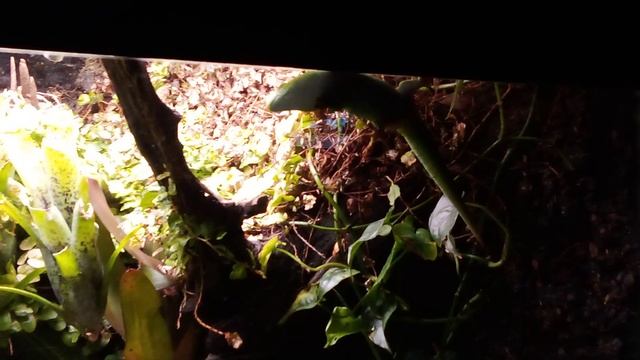 Москвариум. Реснисчатый бананоед.