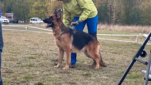 1 Оч/хор GERMIONA w. Nati Kirshen №34 / КЧК ПЕТРОЗАВОДСК 4 октября`25 Л.Косашвили Моно