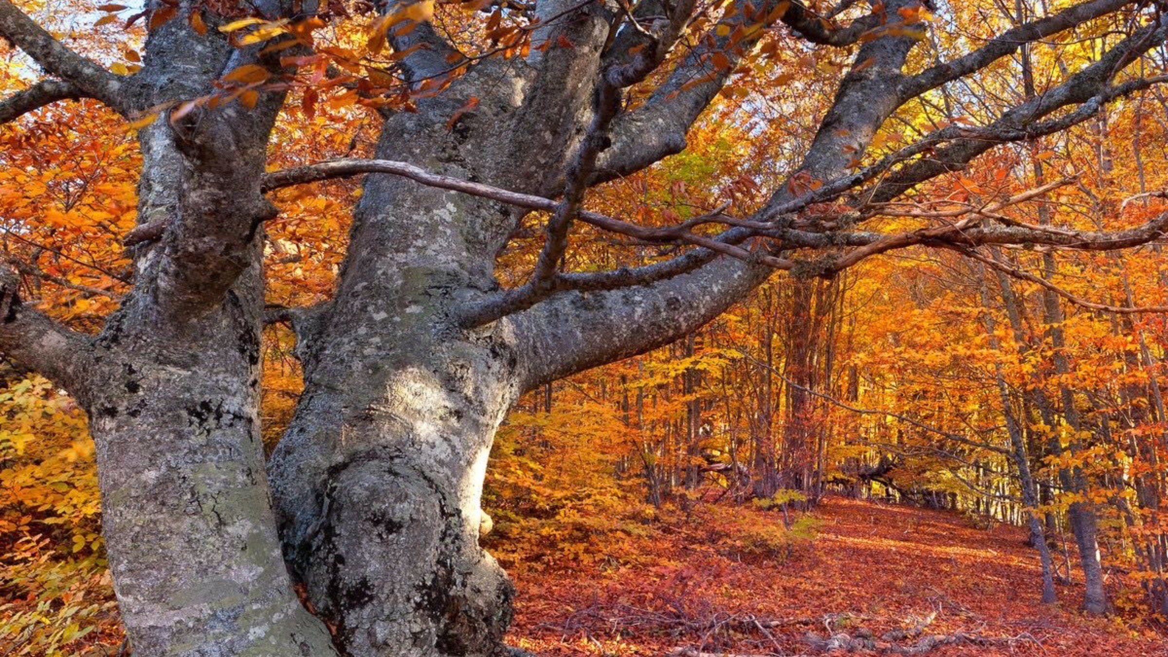«Осенний шепот акварели» мастер-класс