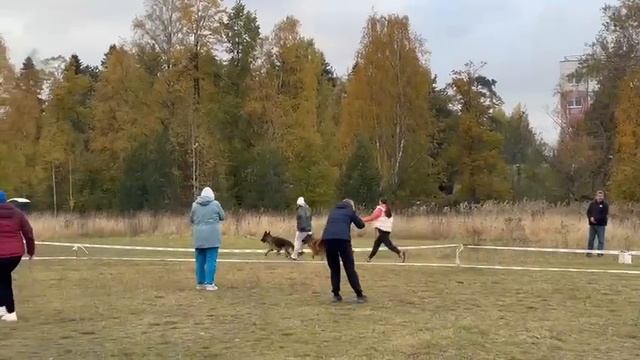 РАБОЧИЙ СУКИ / КЧК ПЕТРОЗАВОДСК 4 октября`25 Л.Косашвили Моно немецких овчарок