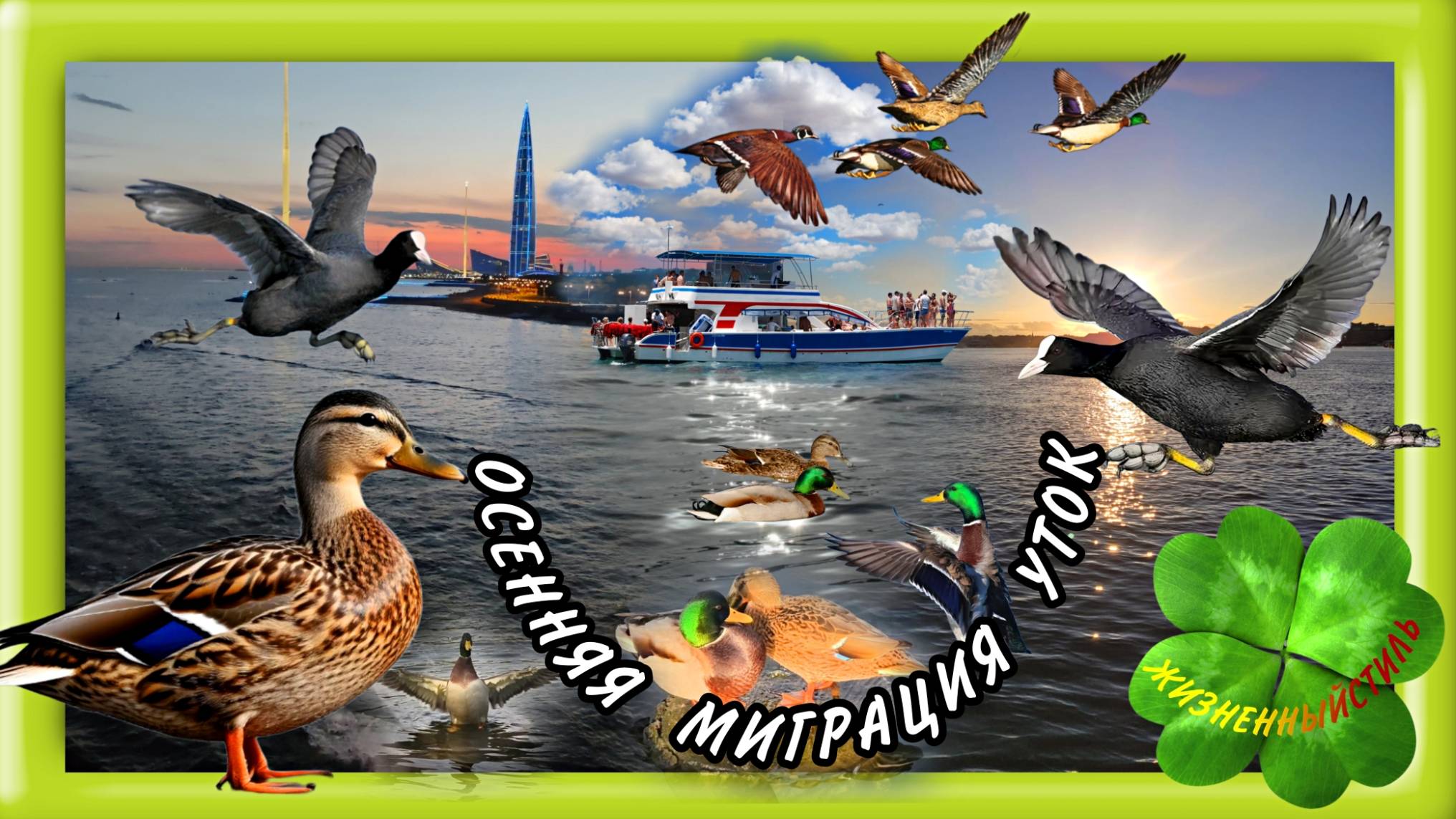 (3)ОСЕННЯЯ МИГРАЦИЯ УТОК САНКТ-ПЕТЕРБУРГА кряква, лысуха