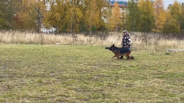 1 Отл. КЧК Leiksaid DARIUS JUMAL JURENDAB +++ №51. ПЕТРОЗАВОДСК 4 октября`25 Моно немецких овчарок