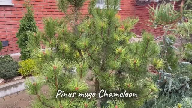 Pinus mugo Chameleon