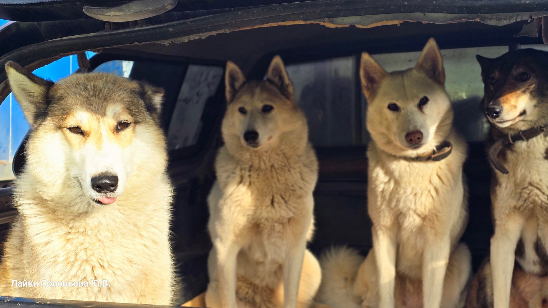 Натуралка для лаек