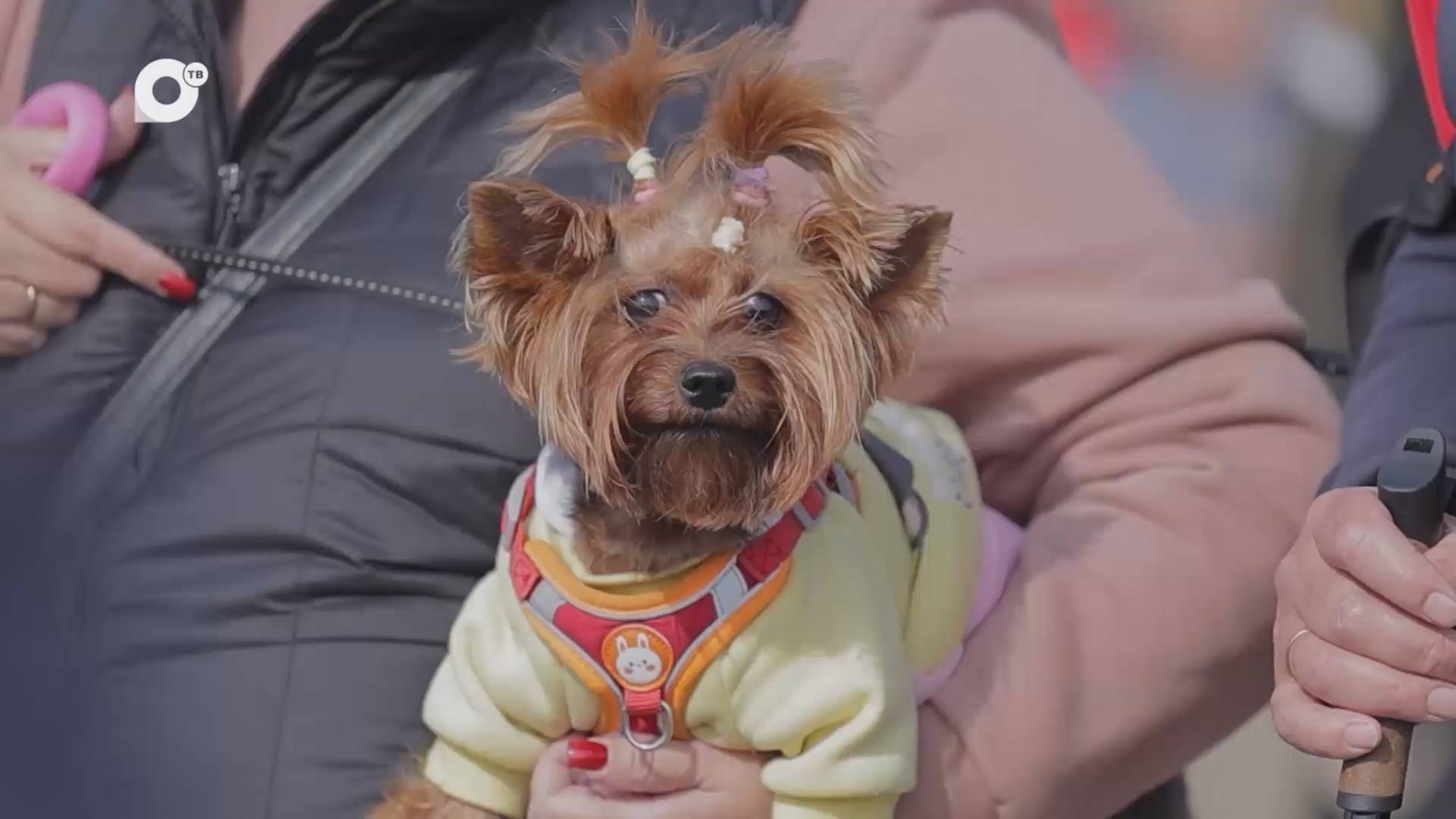 Мегаполис / «Собаки города_В» / 23.10.25