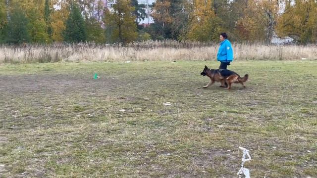 1 Отл. КЧК Ингерманландия ШАЙНИНГ СТАР +++ №67. ПЕТРОЗАВОДСК 4 октября`25 Моно немецких овчарок