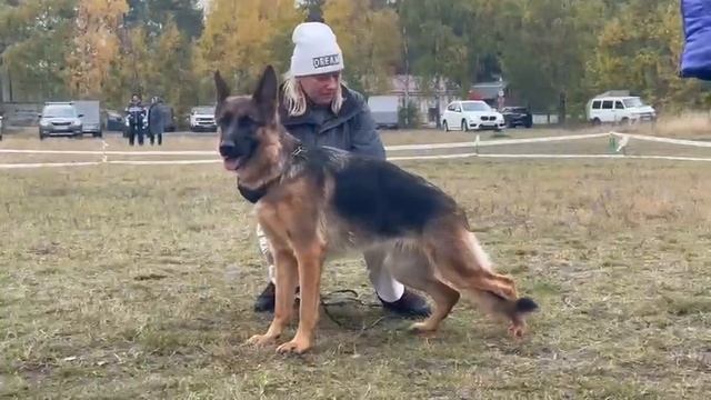 4 Оч/хор Elizhaus GABRIEL №36 / КЧК ПЕТРОЗАВОДСК 4 октября`25 Л.Косашвили Моно