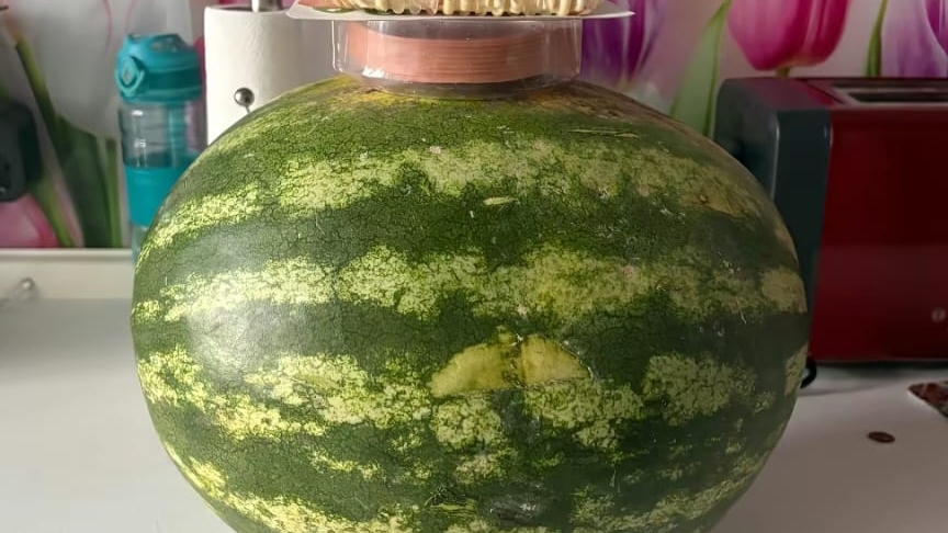 музыка растения против зомби